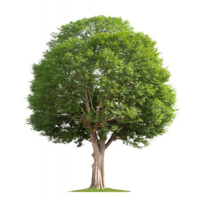 Expert Tree Straightening Services for Healthy, Strong Trees